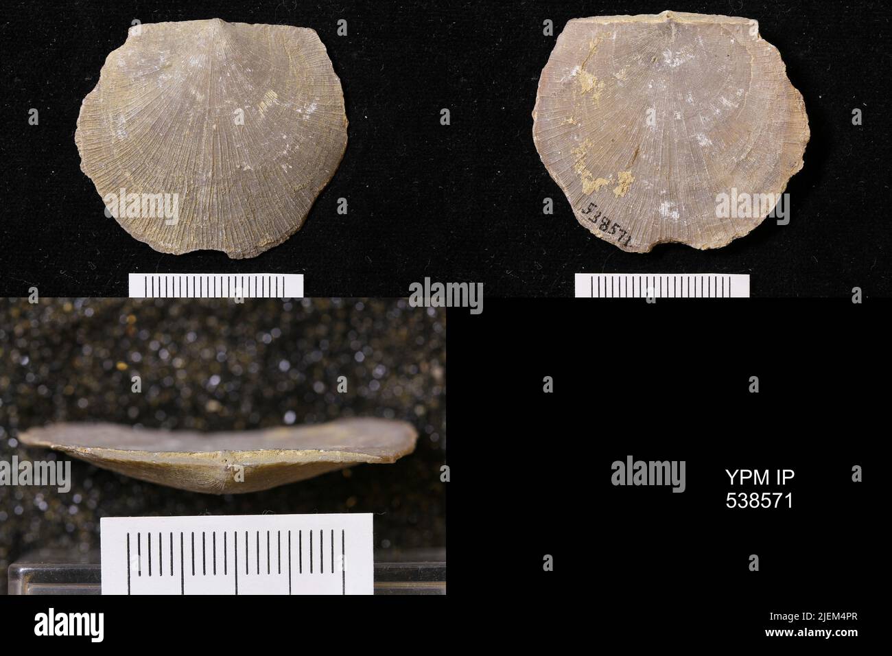 Rafinesquina alternata fracta meek hi-res stock photography and images ...