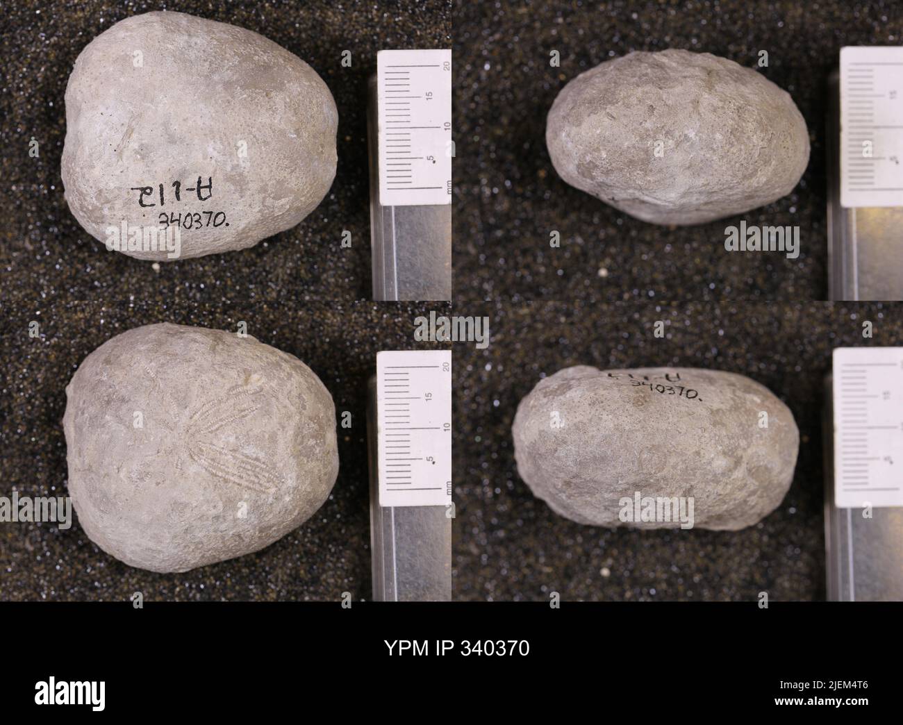 Enallaster texanus roemer animalia hi-res stock photography and images ...