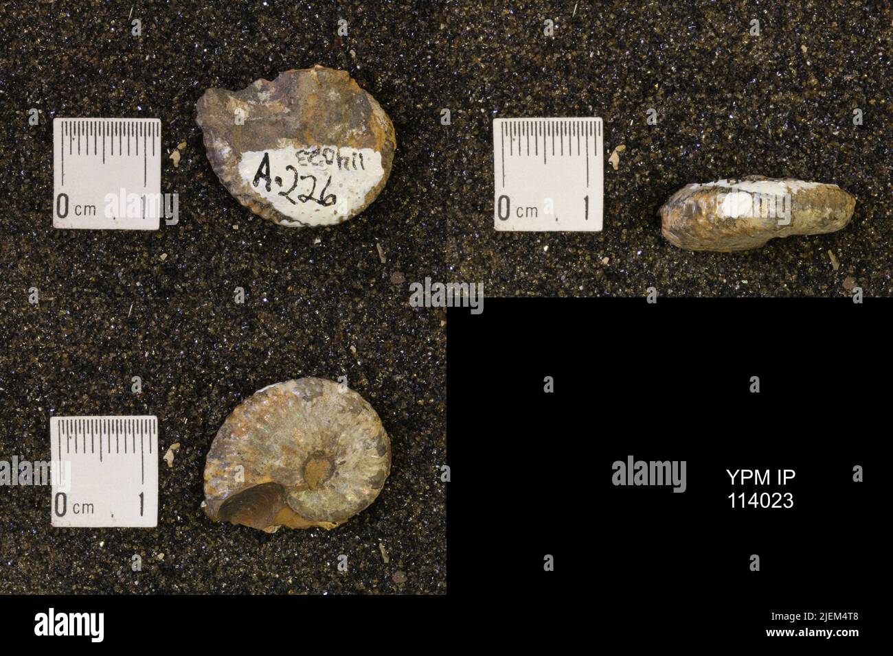 Discoscaphites conradi morton animalia hi-res stock photography and ...