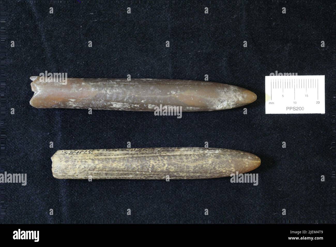 Belemnitella americana (Morton Stock Photo - Alamy