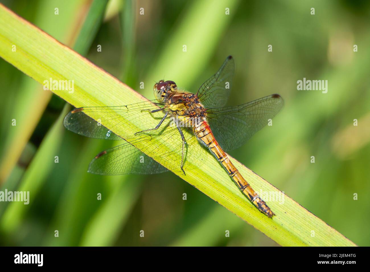 Common Darter dragonfly on a green reed Stock Photo - Alamy
