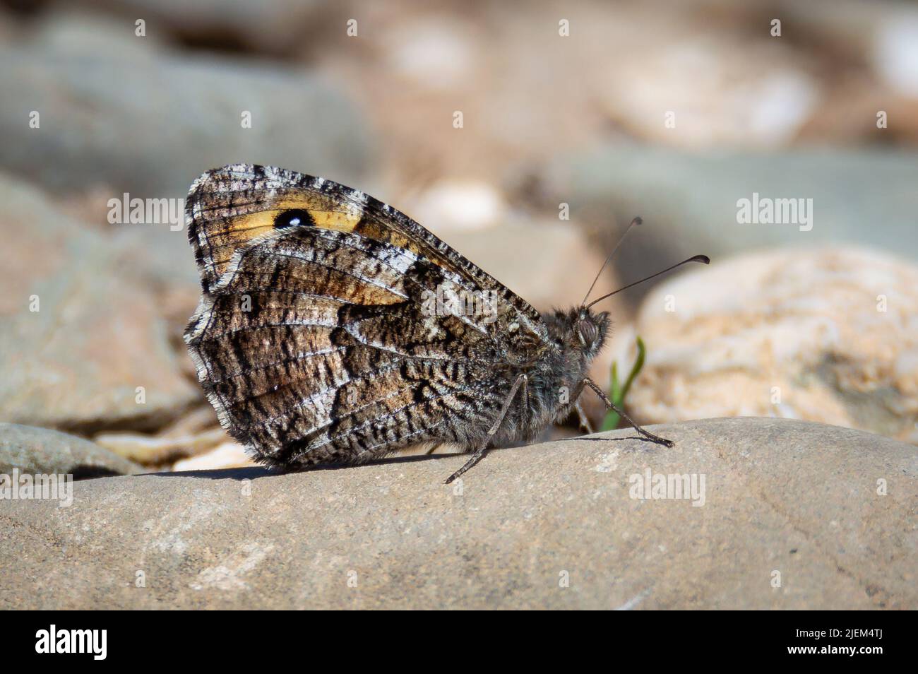 Grayling butterfly on stony ground Stock Photo - Alamy