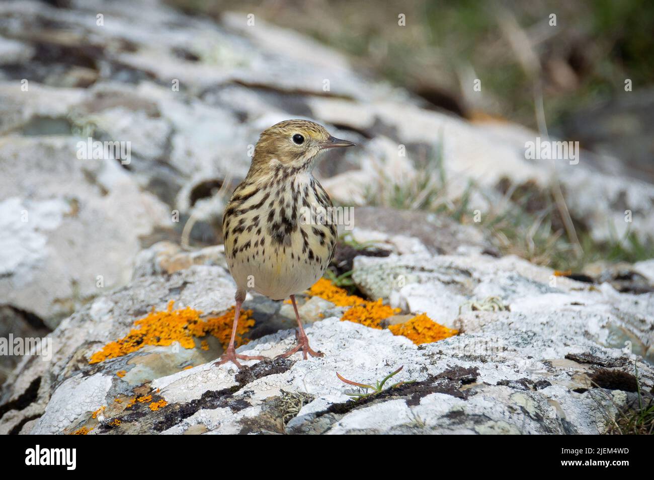 Rock Pipit bird on stony ground Stock Photo - Alamy