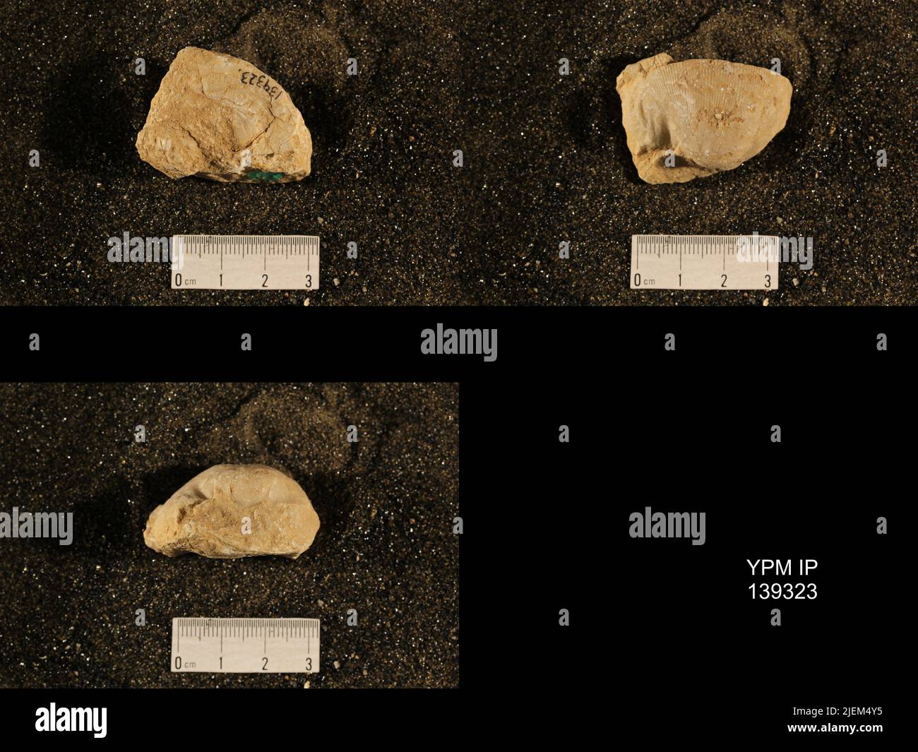 Productus (Linoproductus) lineatus Stock Photo - Alamy