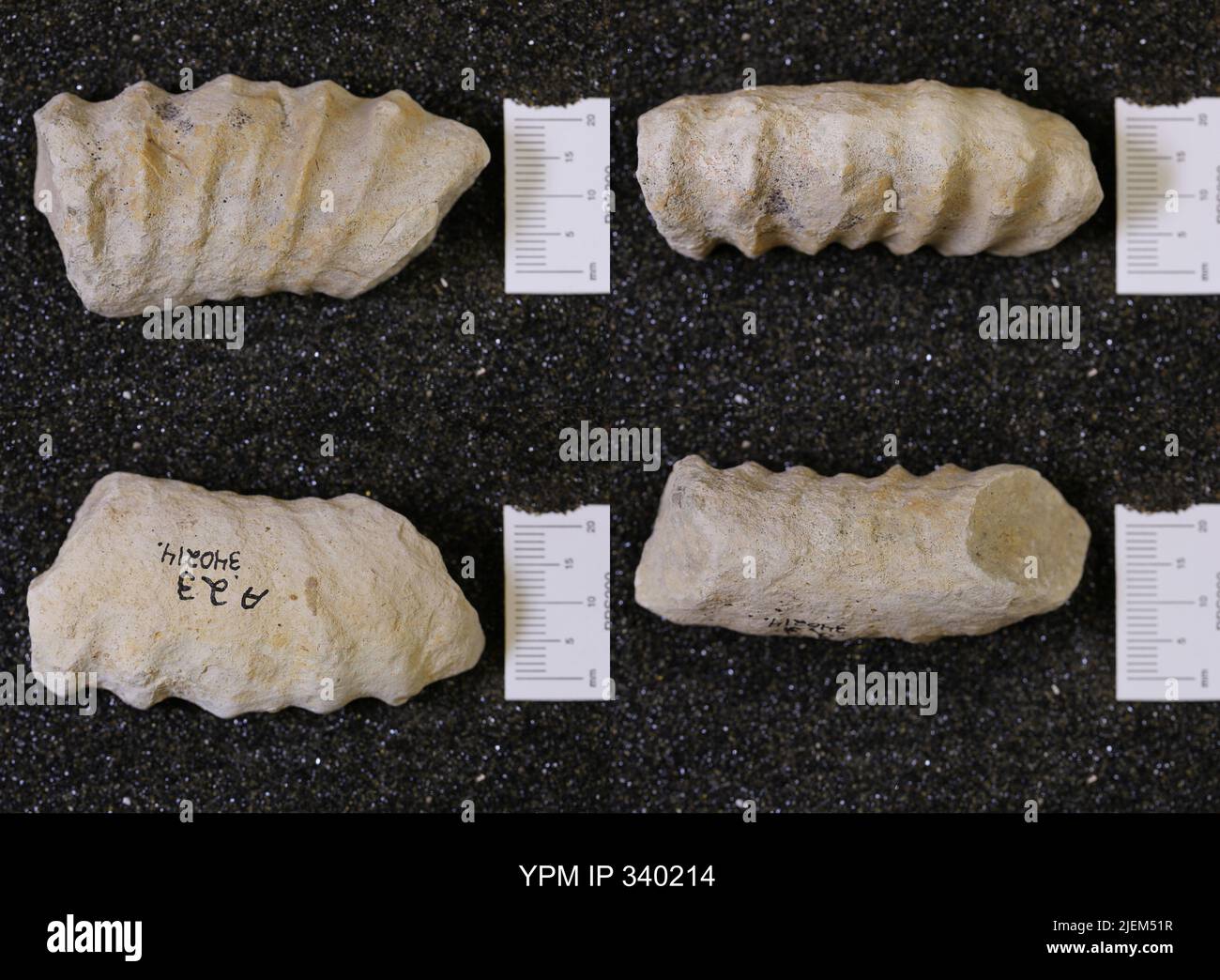 Hamites sp animalia hi-res stock photography and images - Alamy