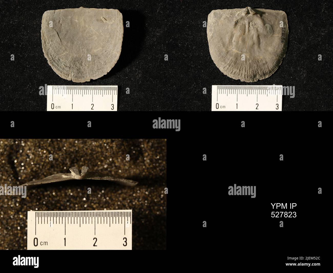 Rafinesquina alternata conrad hi-res stock photography and images - Alamy