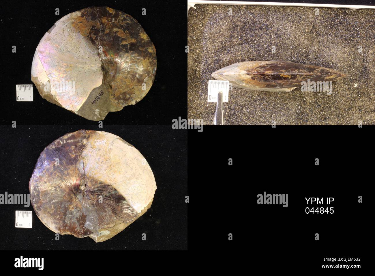 Sphenodiscus lenticularis (Owen Stock Photo - Alamy