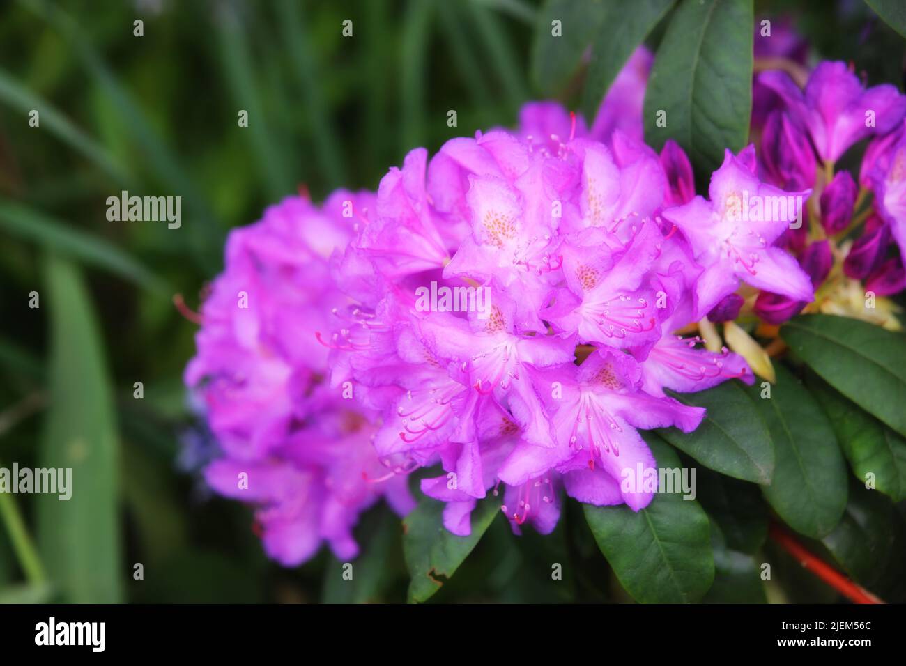 Beautiful large flowers of rhododendrons in a green lush with blur ...