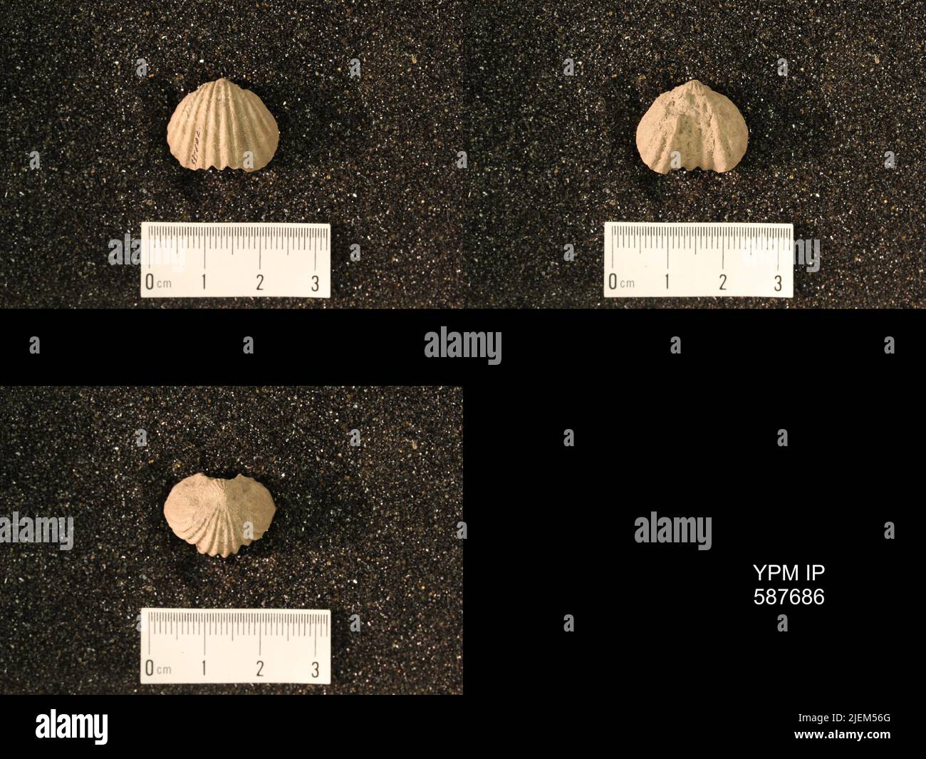 Austinella whitfieldi (Winchell Stock Photo - Alamy