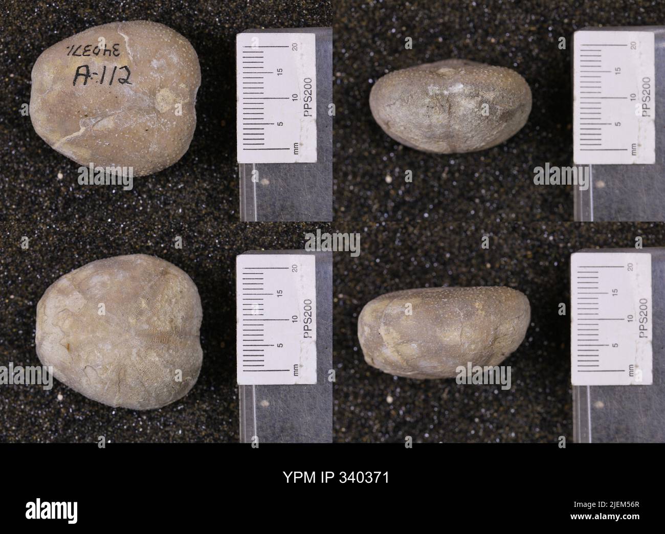 Enallaster texanus roemer animalia hi-res stock photography and images ...