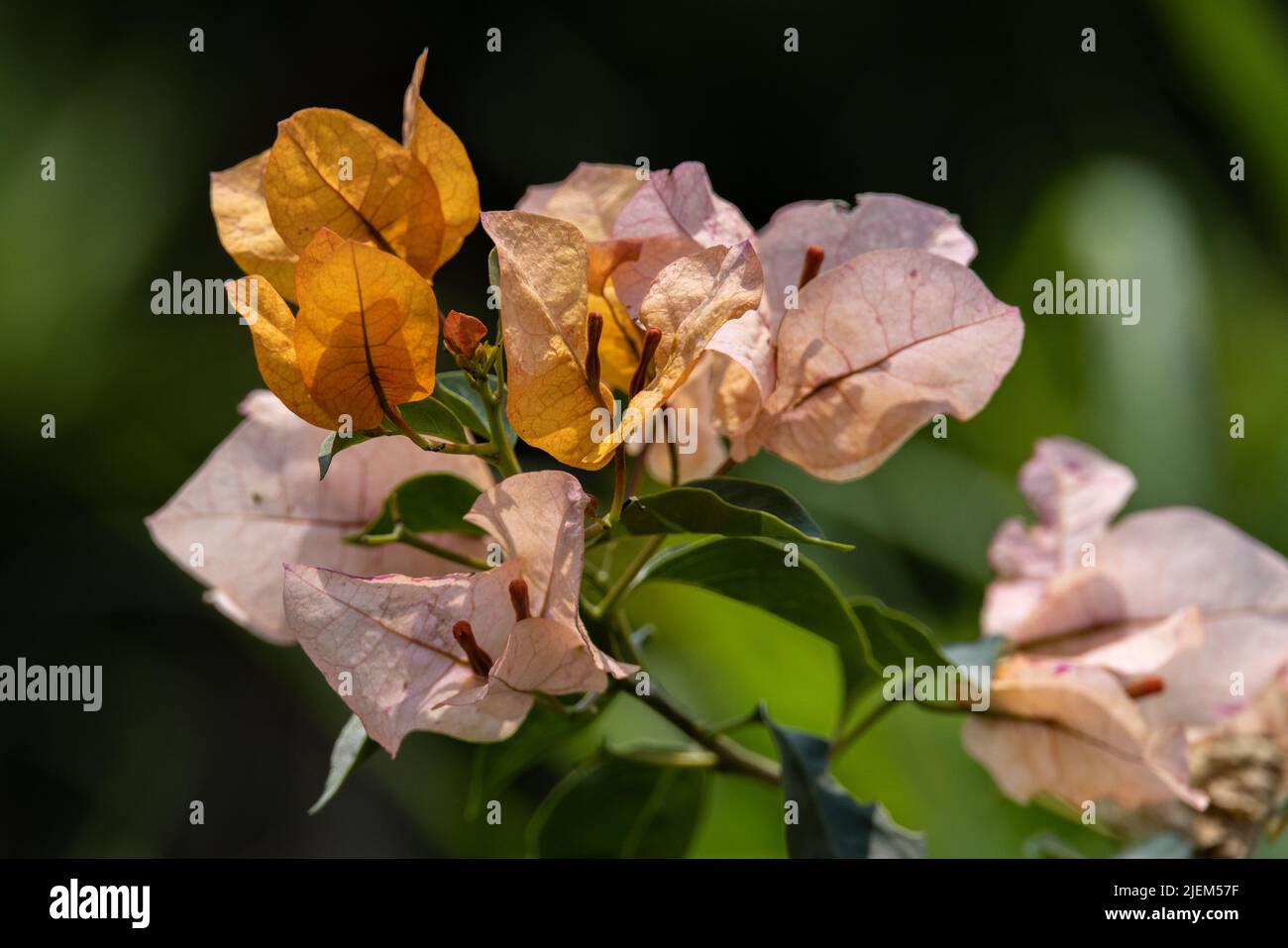 Colorful flower in Guatemala Stock Photo - Alamy
