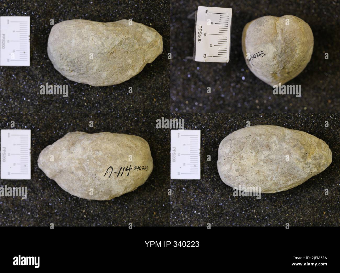Evolution of bivalves hi-res stock photography and images - Alamy
