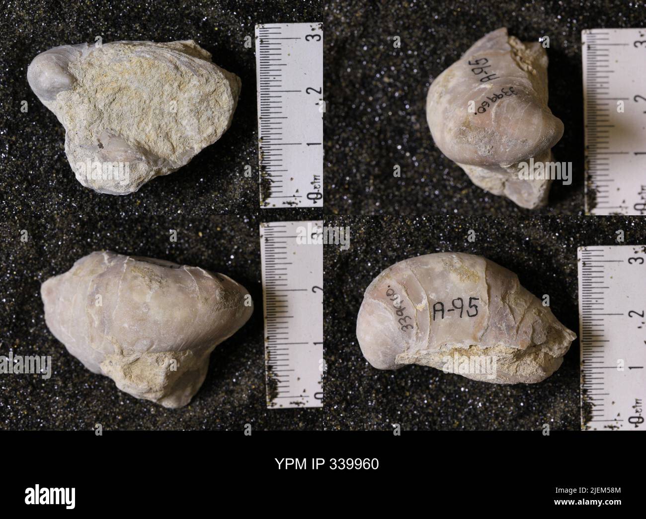 Gryphea washitaensis hill animalia hi-res stock photography and images ...