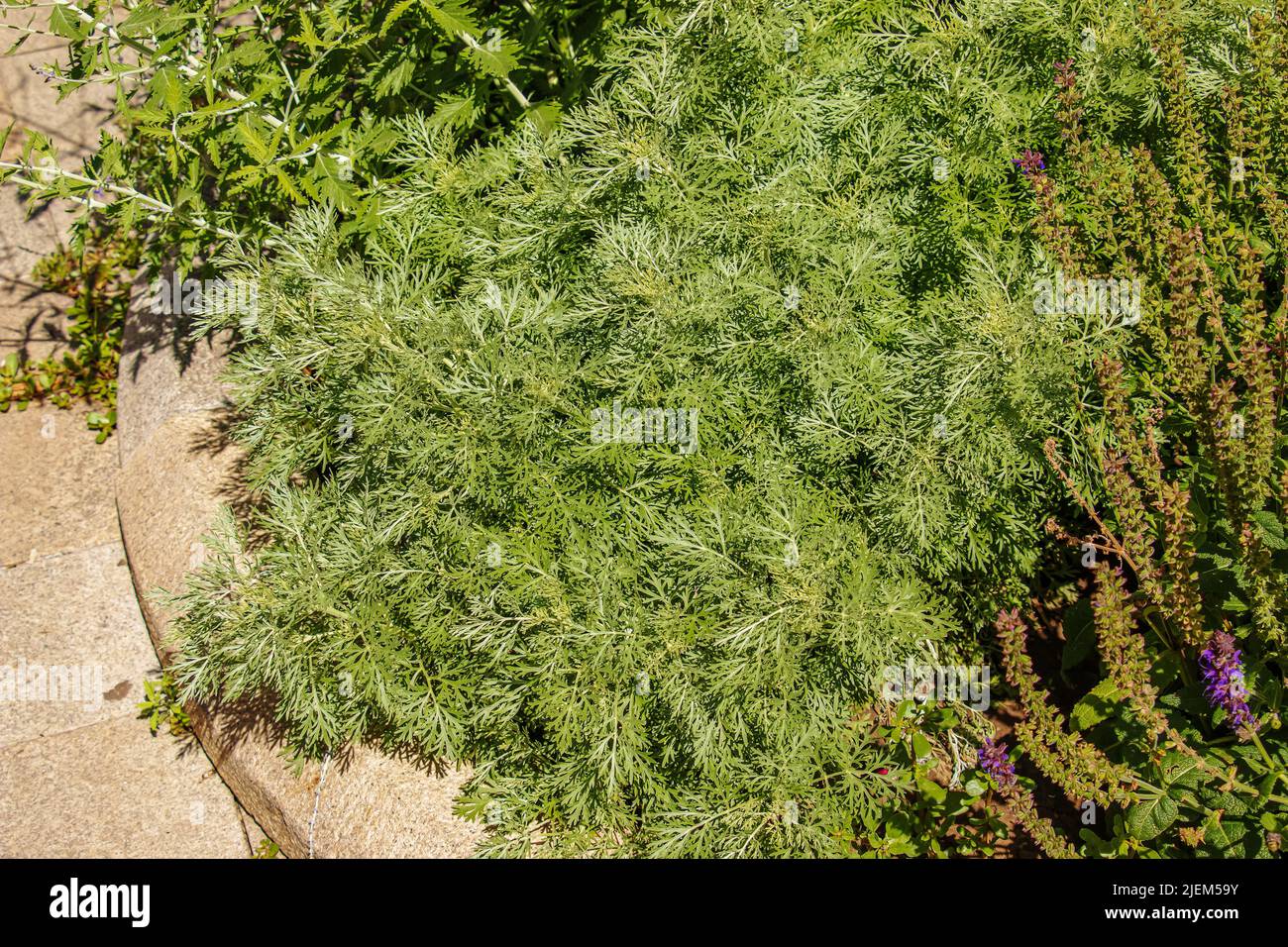 Closeup of fresh growing sweet wormwood (Artemisia Annua, sweet annie ...