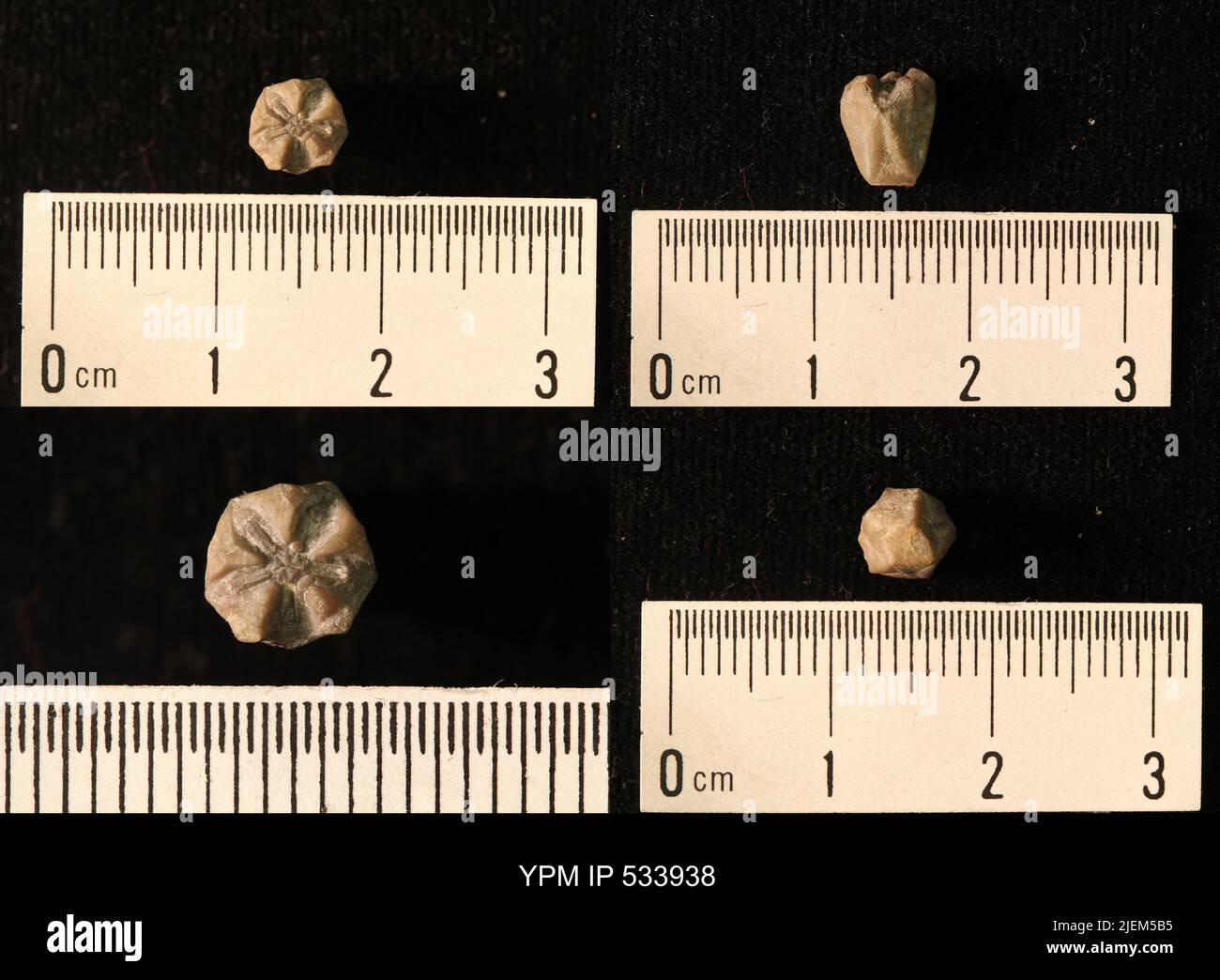 Stephanocrinus angulatus Conrad, 1842 Stock Photo - Alamy