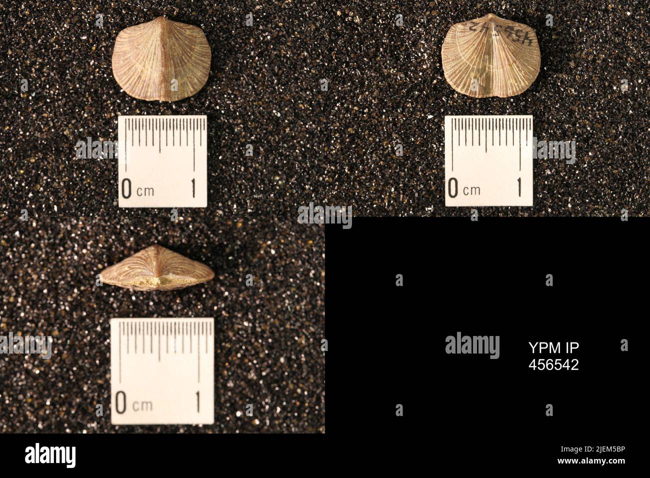 1827 animalia hi-res stock photography and images - Alamy