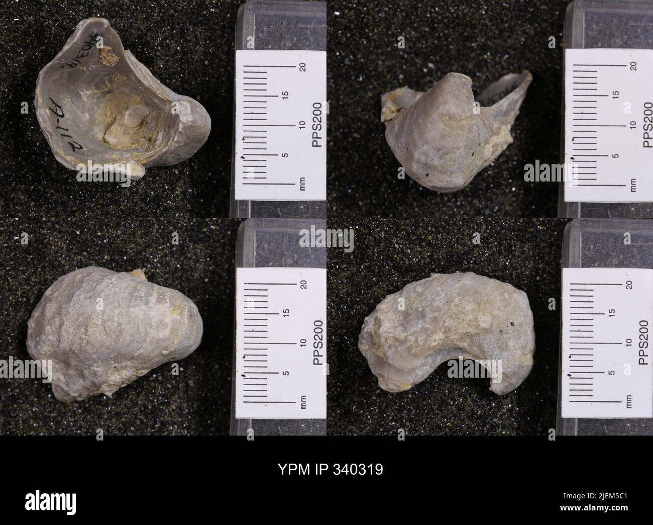 1898 animalia hi-res stock photography and images - Alamy