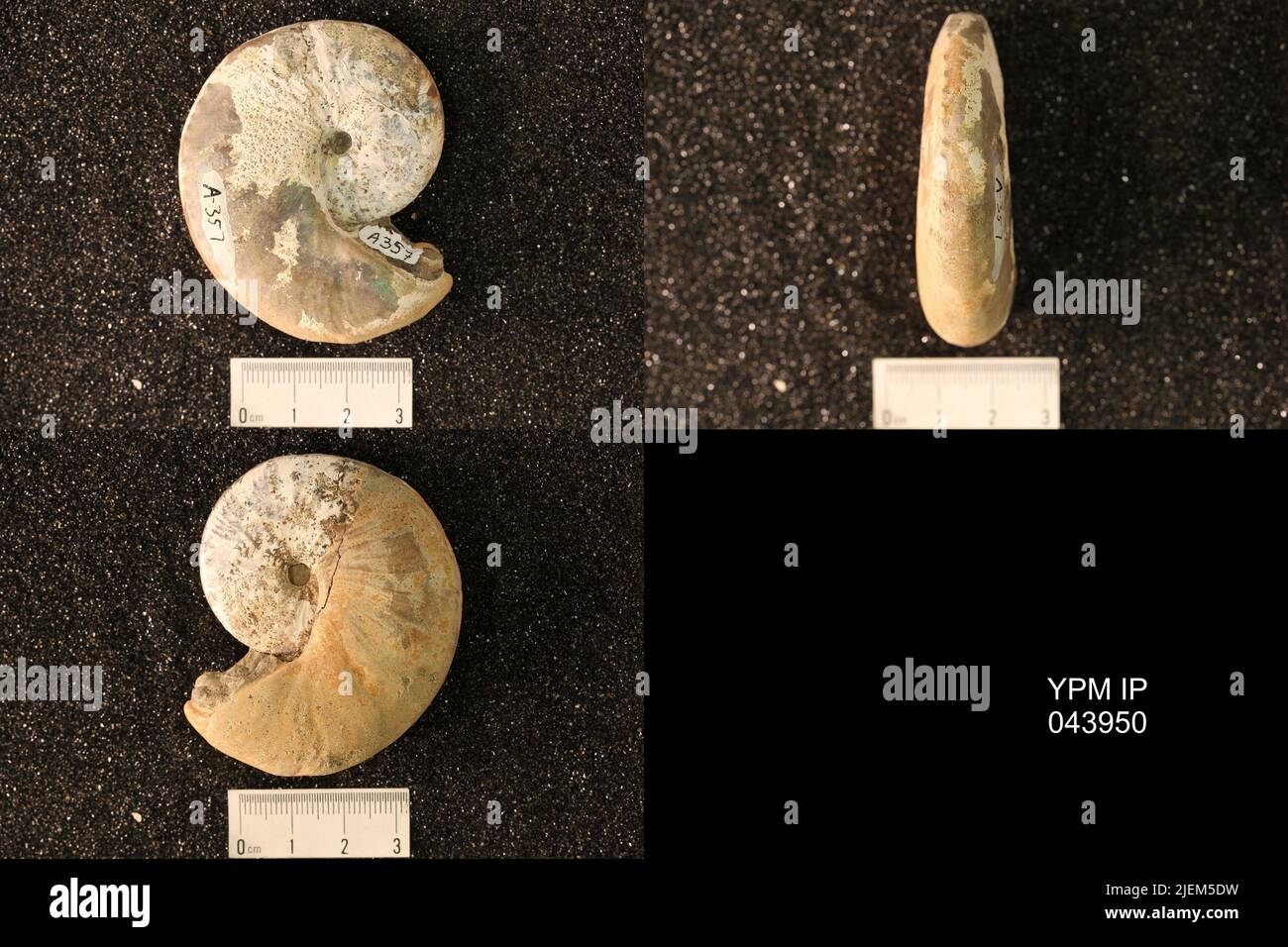 Hoploscaphites nicolletii (Morton Stock Photo - Alamy
