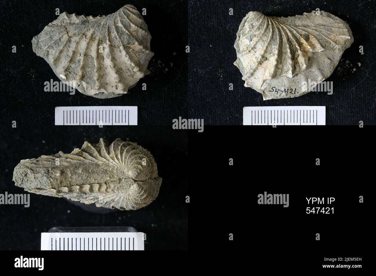 Pterotrigonia (Scabrotrigonia) thoracica Morton, 1834 Stock Photo - Alamy
