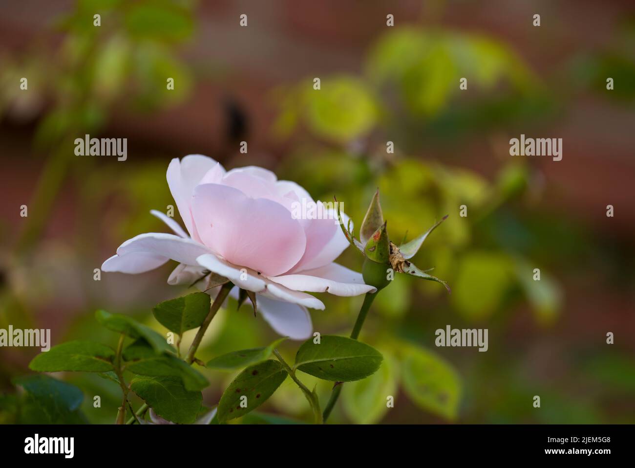 Magnolia tree growing in lawn hi-res stock photography and images - Alamy