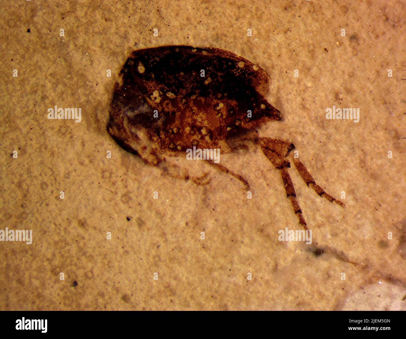 Mordellidae hi-res stock photography and images - Alamy