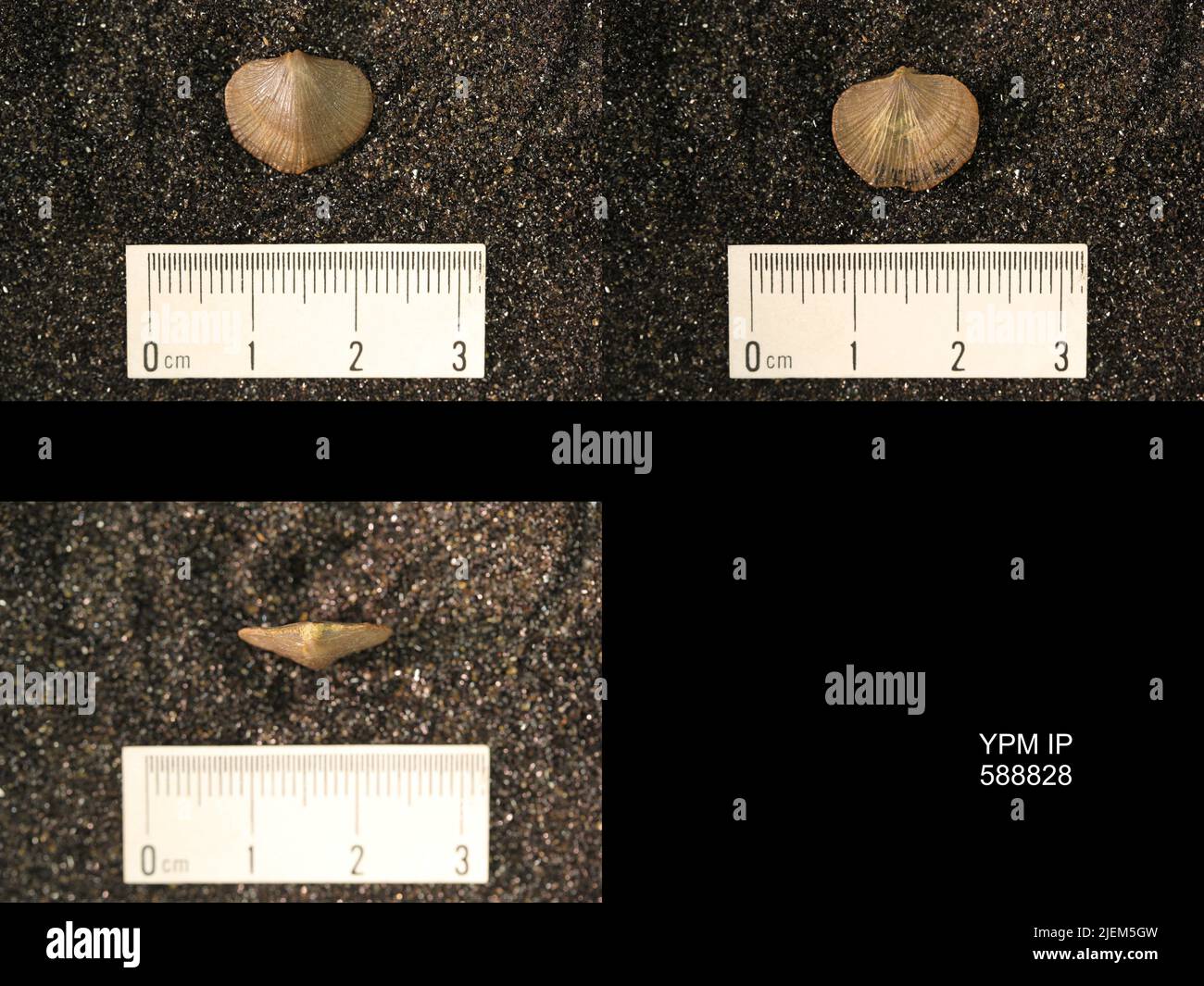 Dalmanella meeki (Miller, 1875 Stock Photo - Alamy