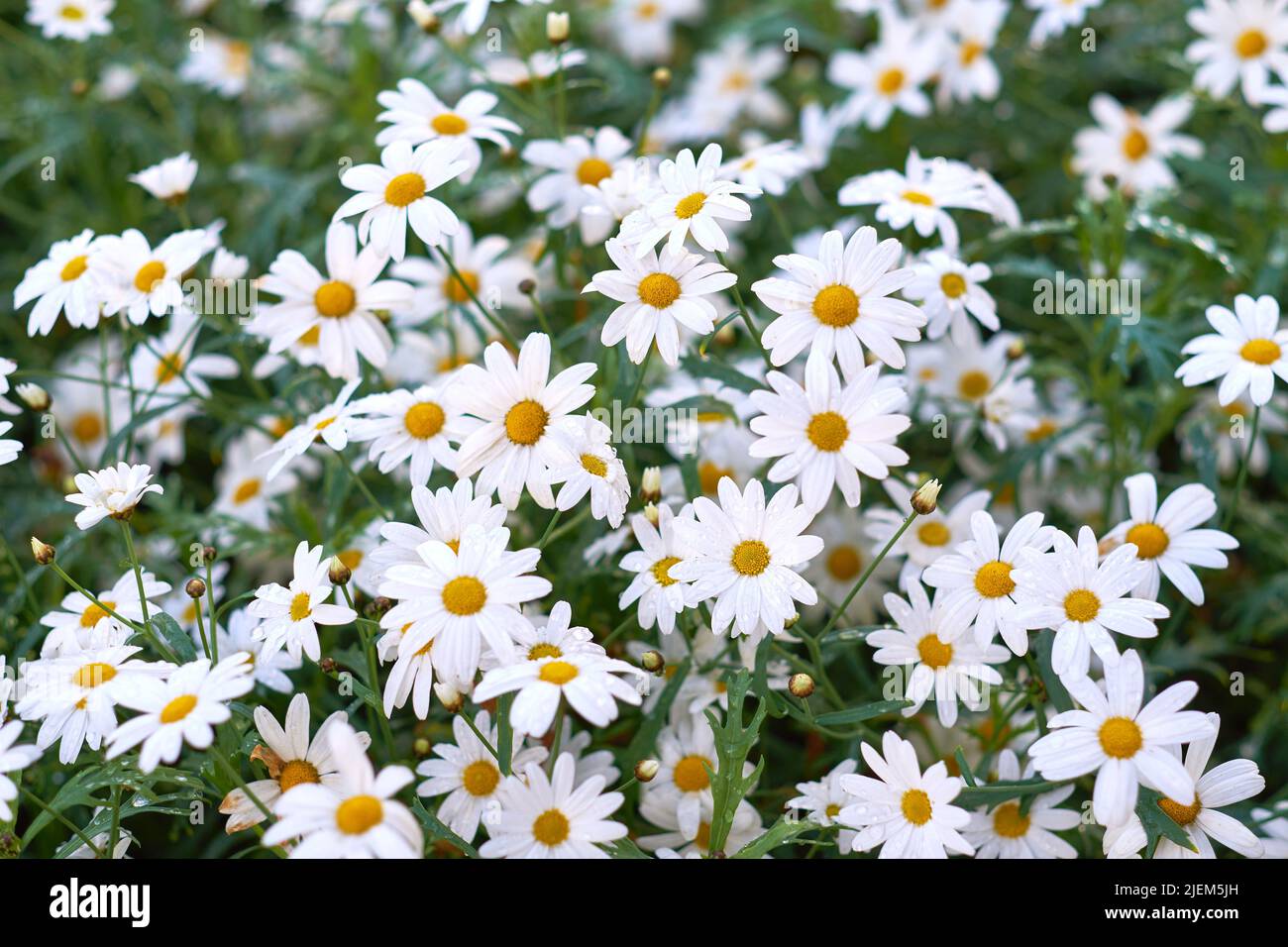 Chamomile daisy flowers growing on a field or botanical garden in ...