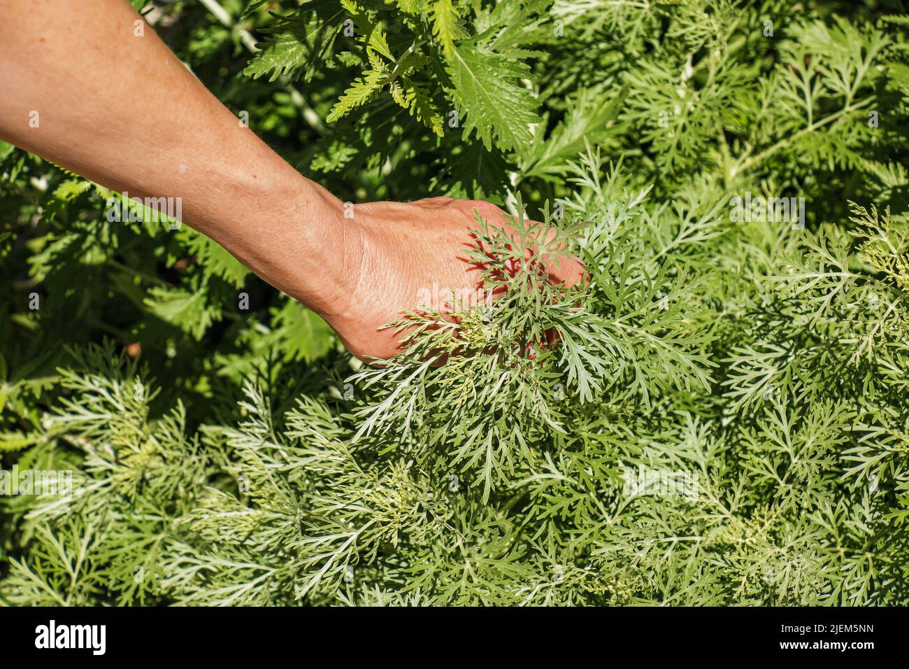 Closeup of fresh growing sweet wormwood (Artemisia Annua, sweet annie ...