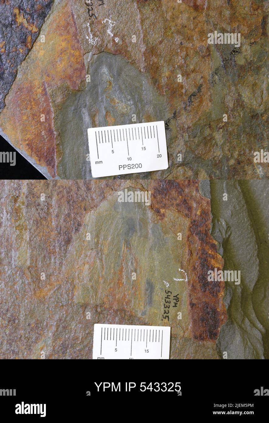 Problematica animalia hi-res stock photography and images - Alamy