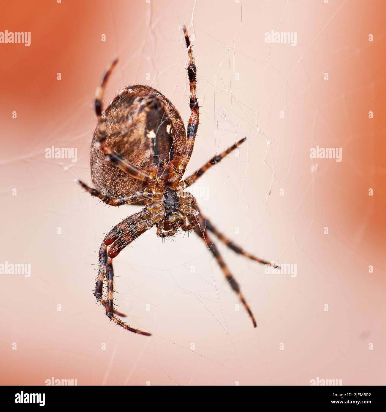 Closeup of a spider in a web from below, isolated against a white ...