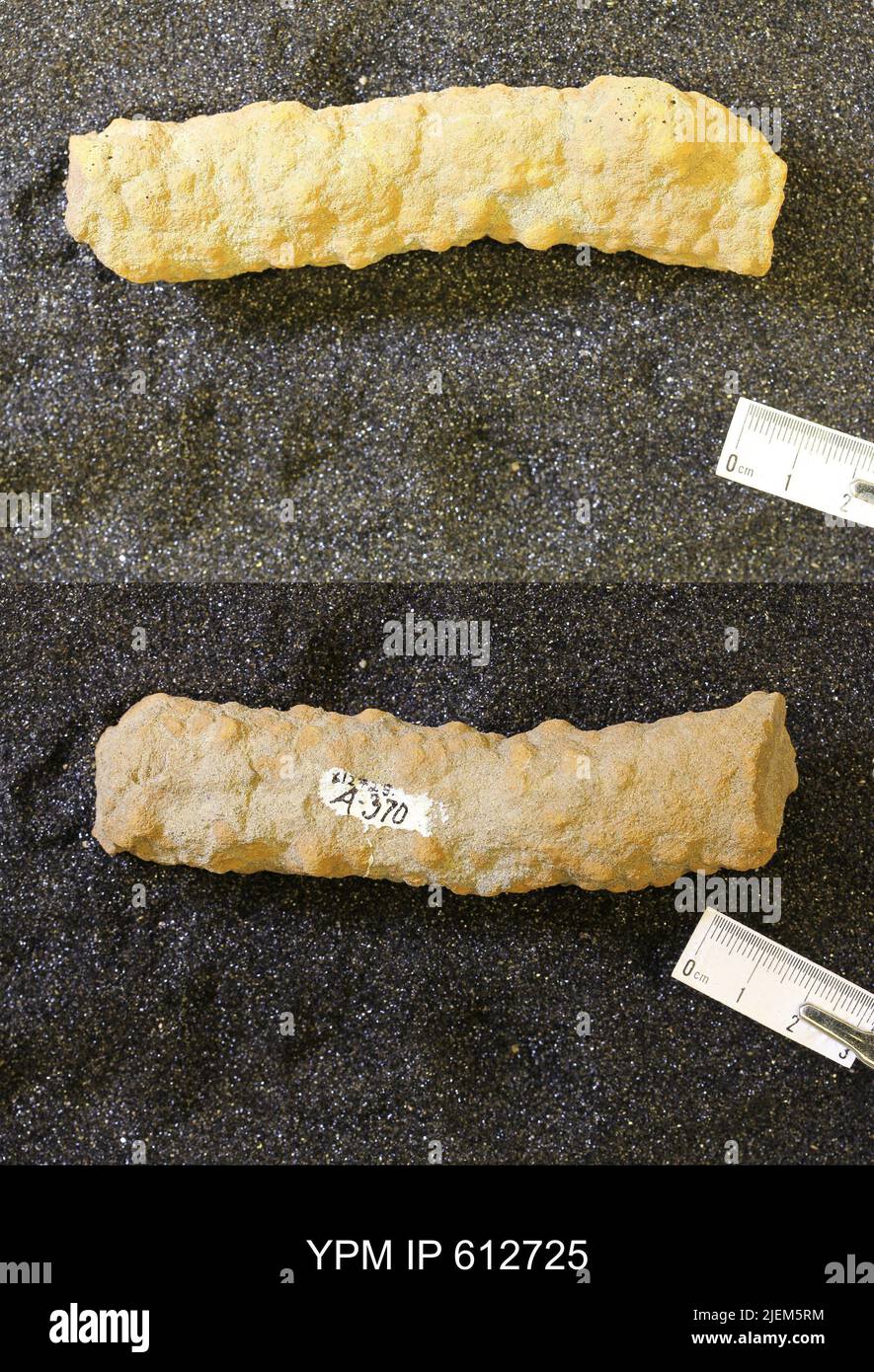 Ophiomorpha nodosa ichnofossil hi-res stock photography and images - Alamy