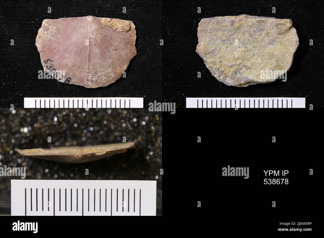 Rafinesquina alternata fracta (Meek, 1873 Stock Photo - Alamy