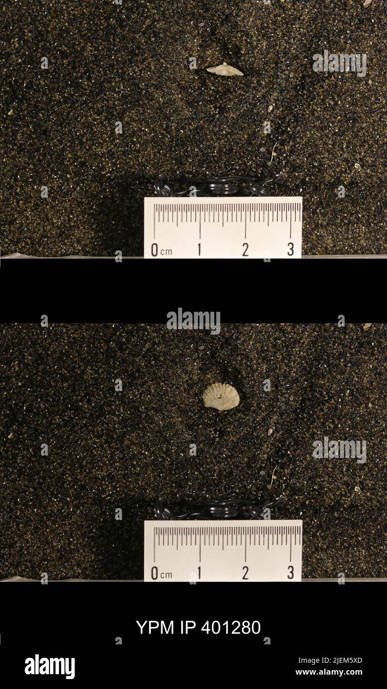 Orthis (Plectorthis) dichotoma Hall Stock Photo - Alamy