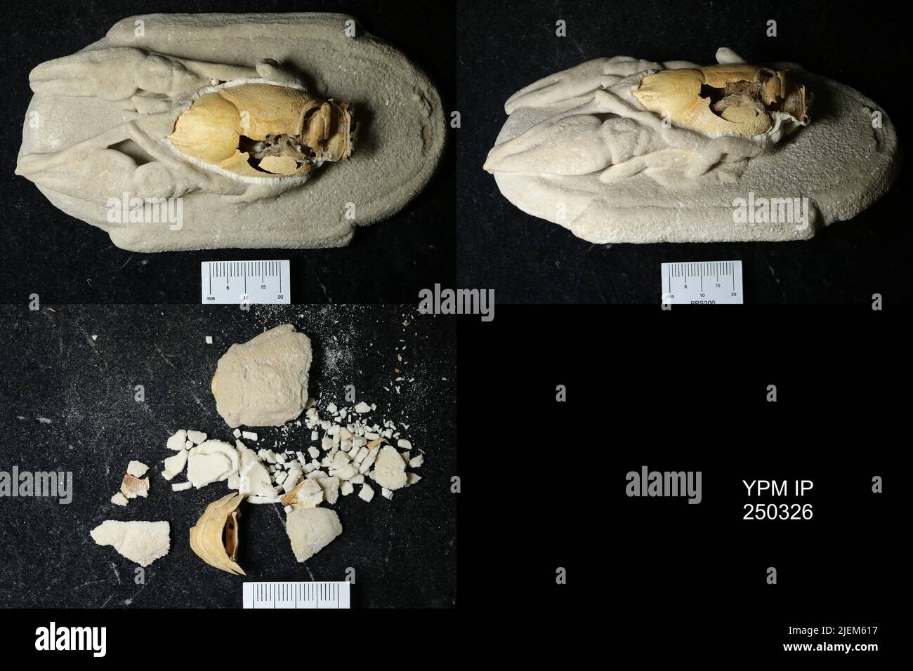 Pleocyemata hi-res stock photography and images - Alamy