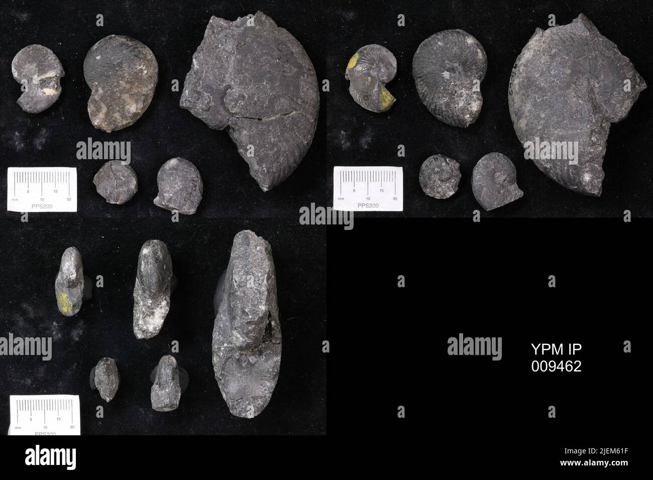 Tropites reticulatus animalia hi-res stock photography and images - Alamy