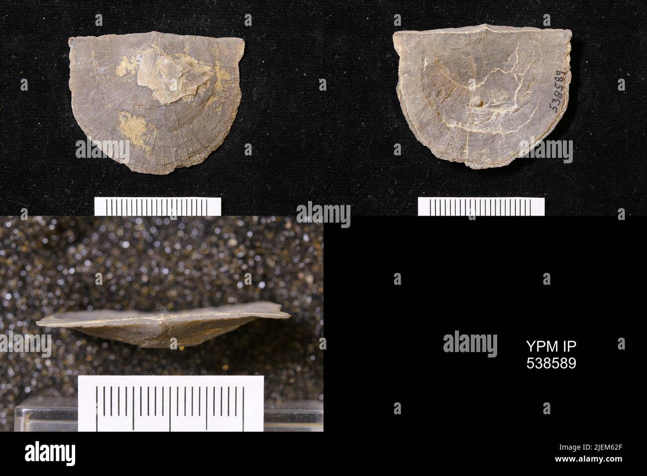 Rafinesquina alternata fracta meek hi-res stock photography and images ...