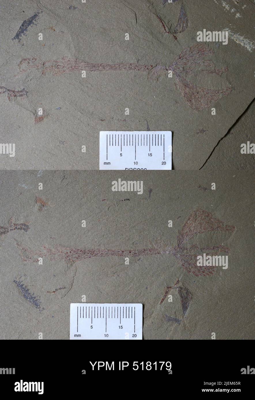 Dendroidea hi-res stock photography and images - Alamy