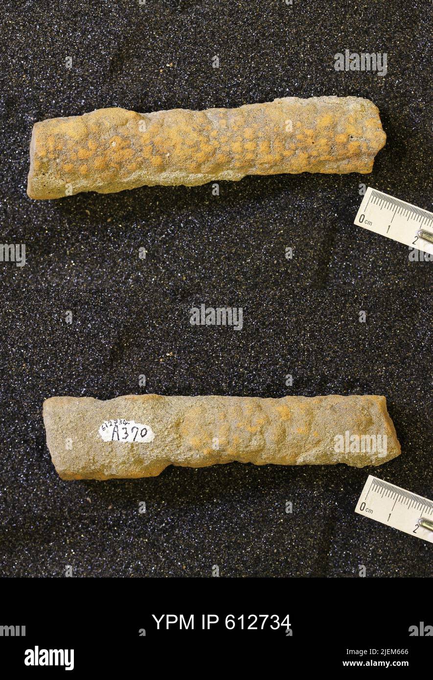 Ophiomorpha nodosa ichnofossil hi-res stock photography and images - Alamy