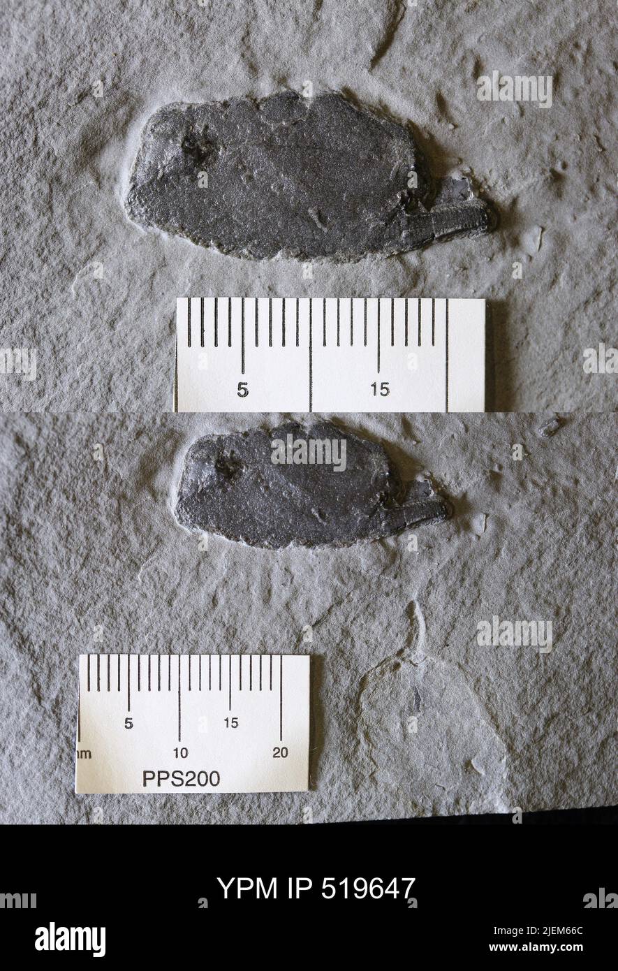 Castericystis vali Ubaghs & Robison, 1985 Stock Photo - Alamy