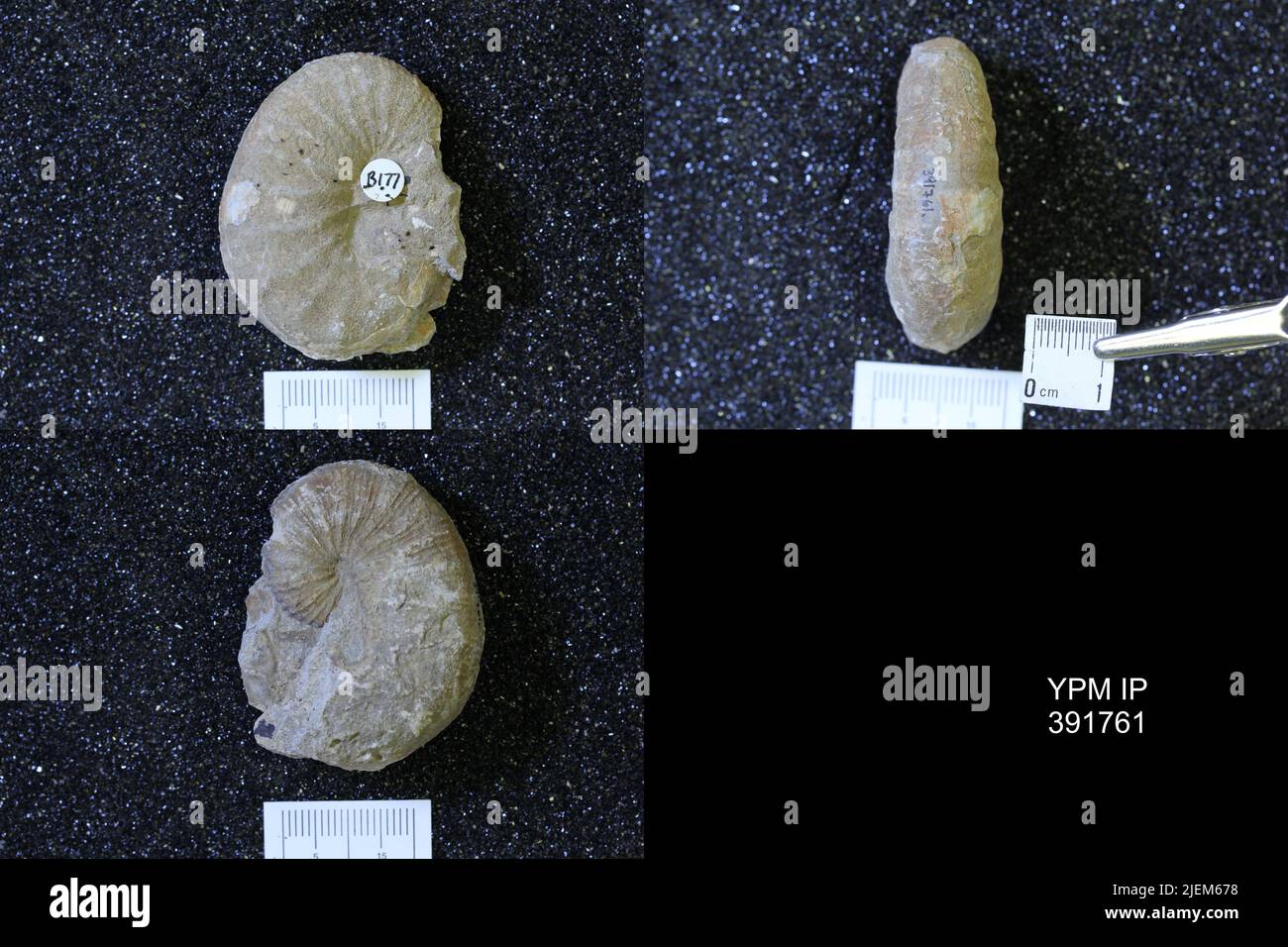 Scaphites whitfieldi Cobban Stock Photo - Alamy