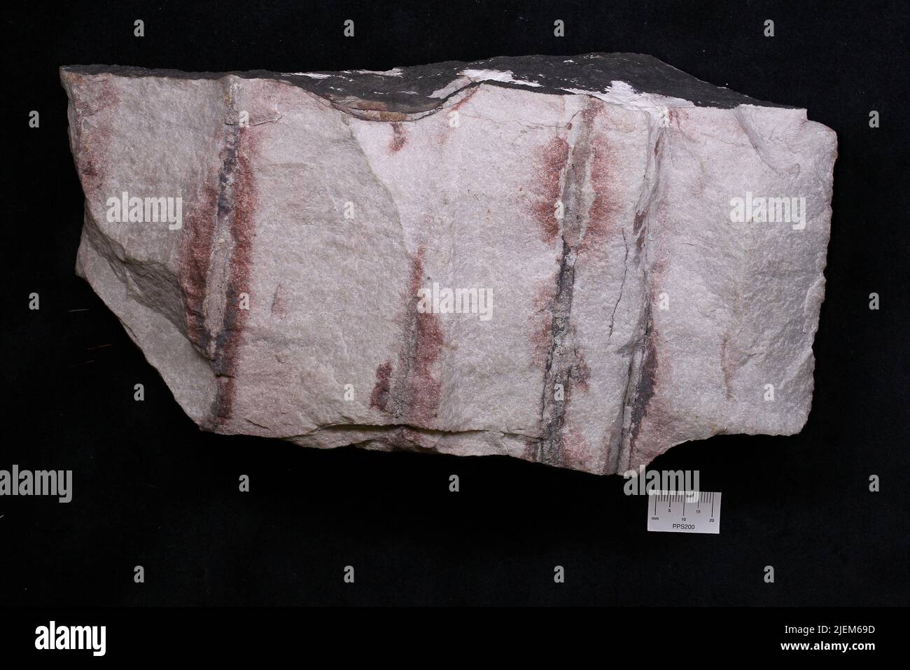 Skolithos linearis ichnofossil hi-res stock photography and images - Alamy