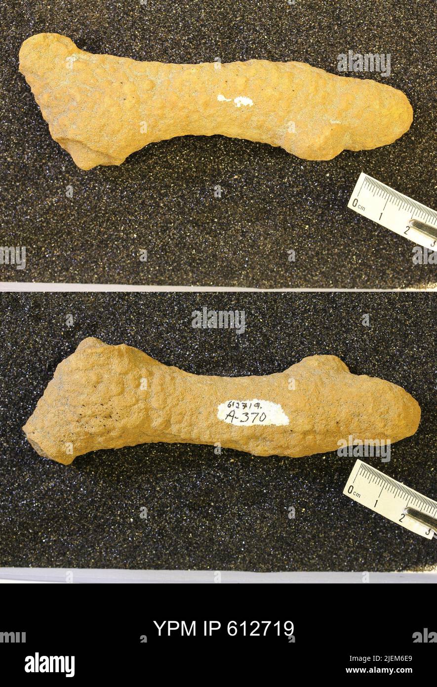 Ophiomorpha nodosa ichnofossil hi-res stock photography and images - Alamy