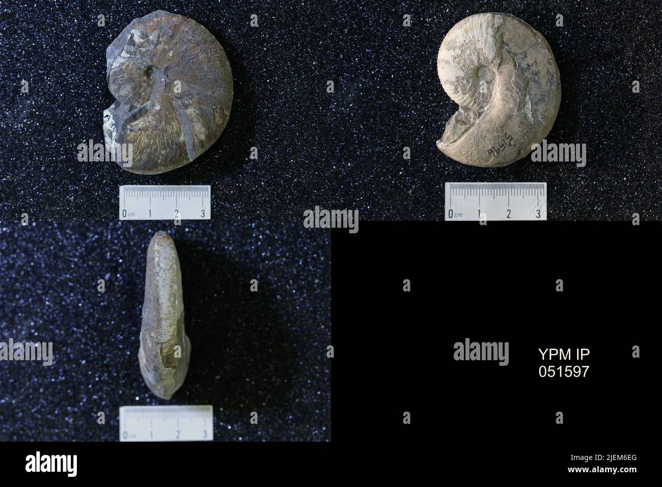 Hoploscaphites nicolletii (Morton Stock Photo - Alamy