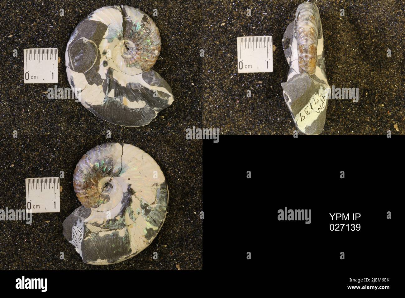 Hoploscaphites nicolletii (Morton Stock Photo - Alamy