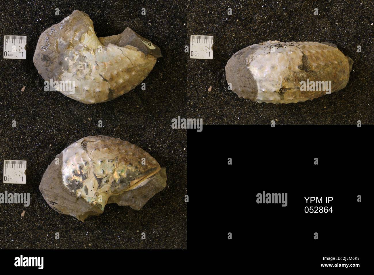 Discoscaphites gulosus (Morton Stock Photo - Alamy