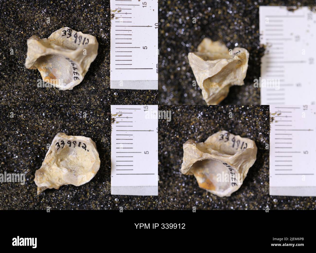 Exogyra hi-res stock photography and images - Alamy