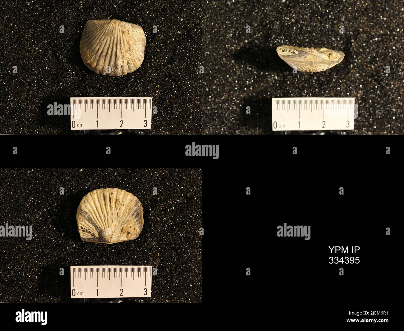 Dinorthis transversa Willard, 1928 Stock Photo - Alamy