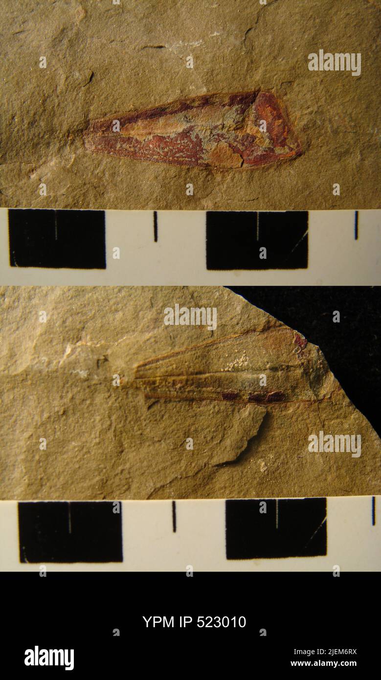 Undet conulariida animalia hi-res stock photography and images - Alamy