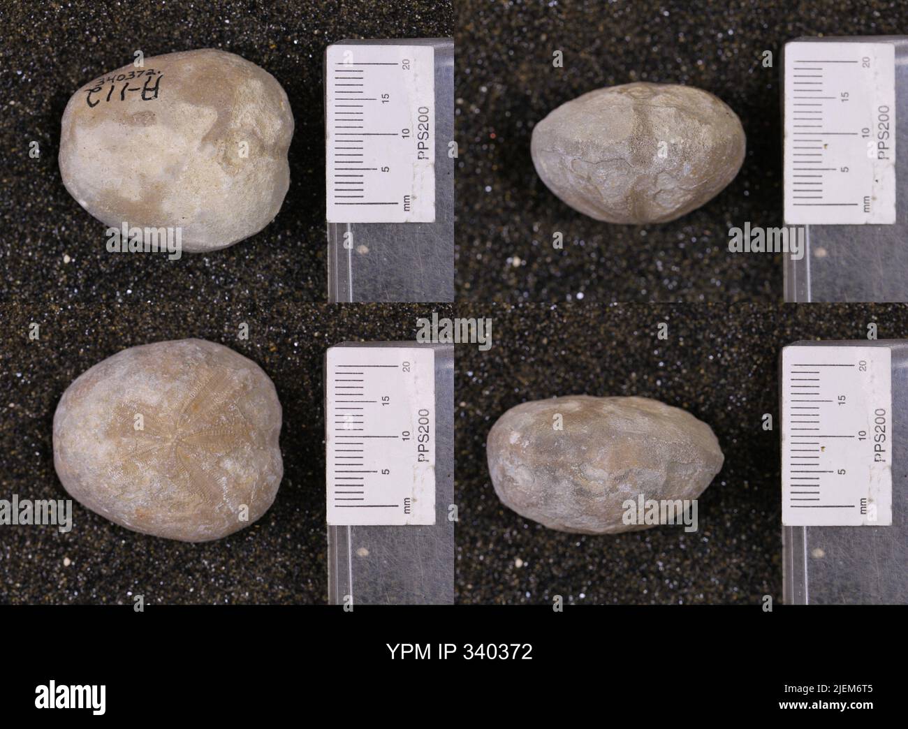 Echinoderm identification hi-res stock photography and images - Alamy