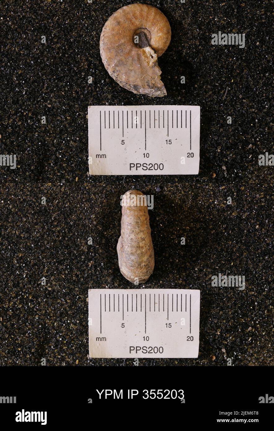 Scaphites hi-res stock photography and images - Alamy